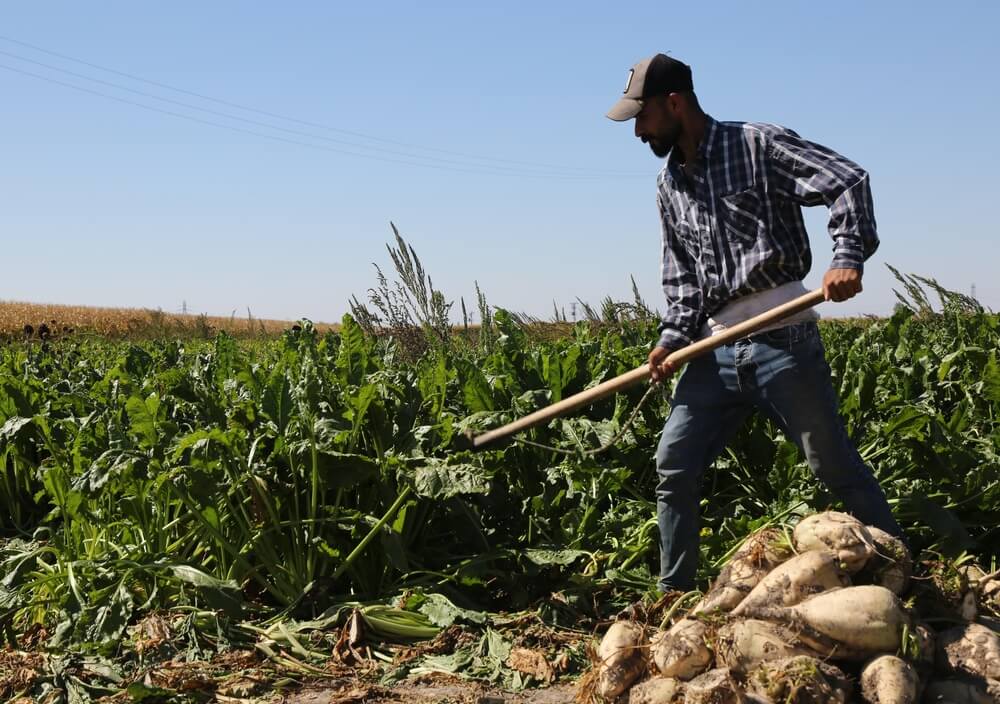Türkiye'nin Tarımsal Sanayi Devi - Konya Şeker